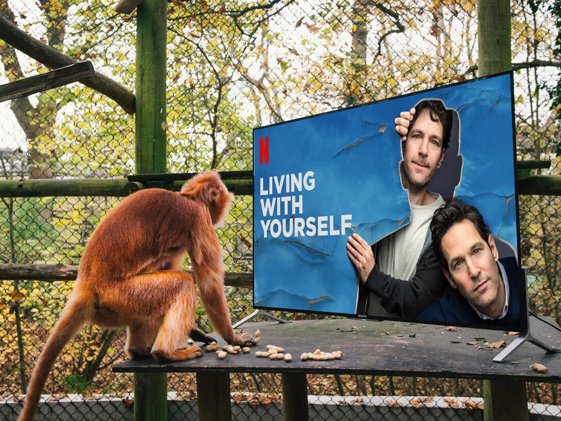 Monkey watching Living with yourself – The Snow Monkey Spa