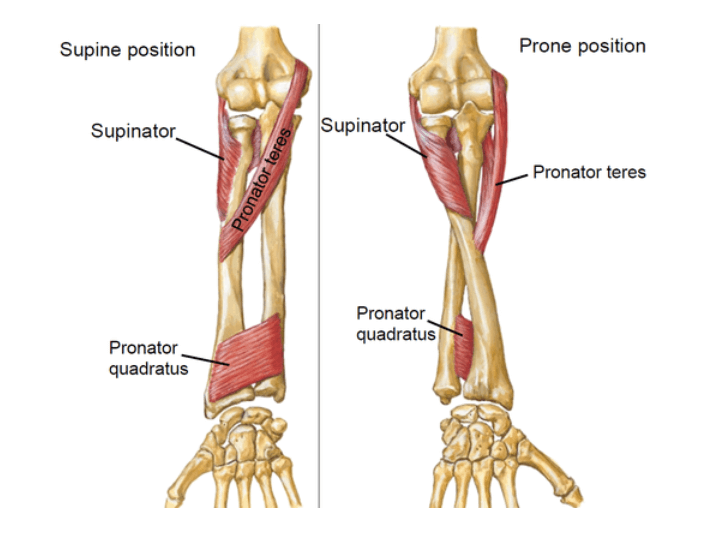 Supinator And Pronator Muscles
